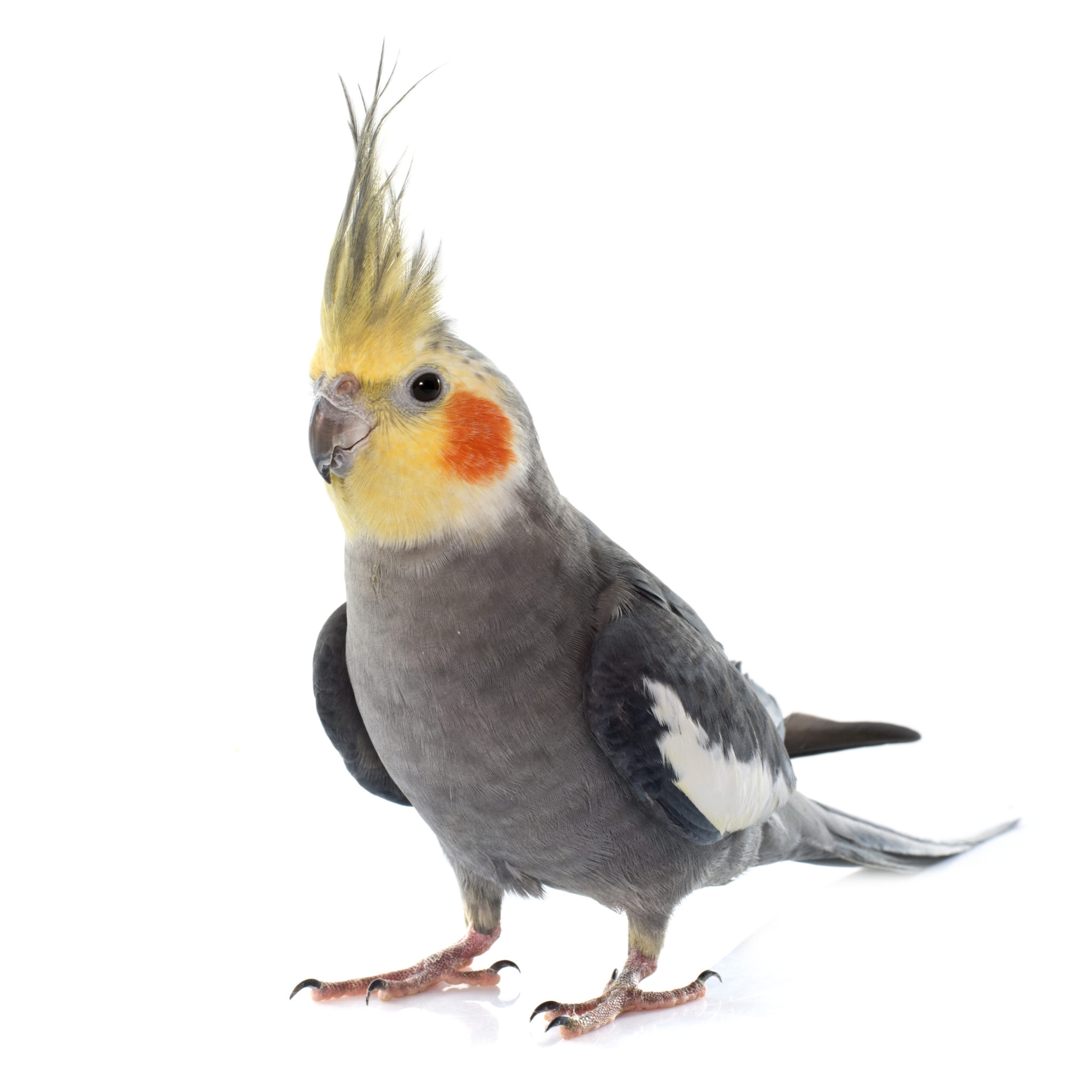 Παπαγάλoι Κοκατίλ Cockatiel) - zooplus Περιοδικό