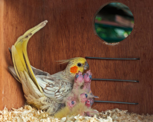 Παπαγάλoι Κοκατίλ Cockatiel) - zooplus Περιοδικό