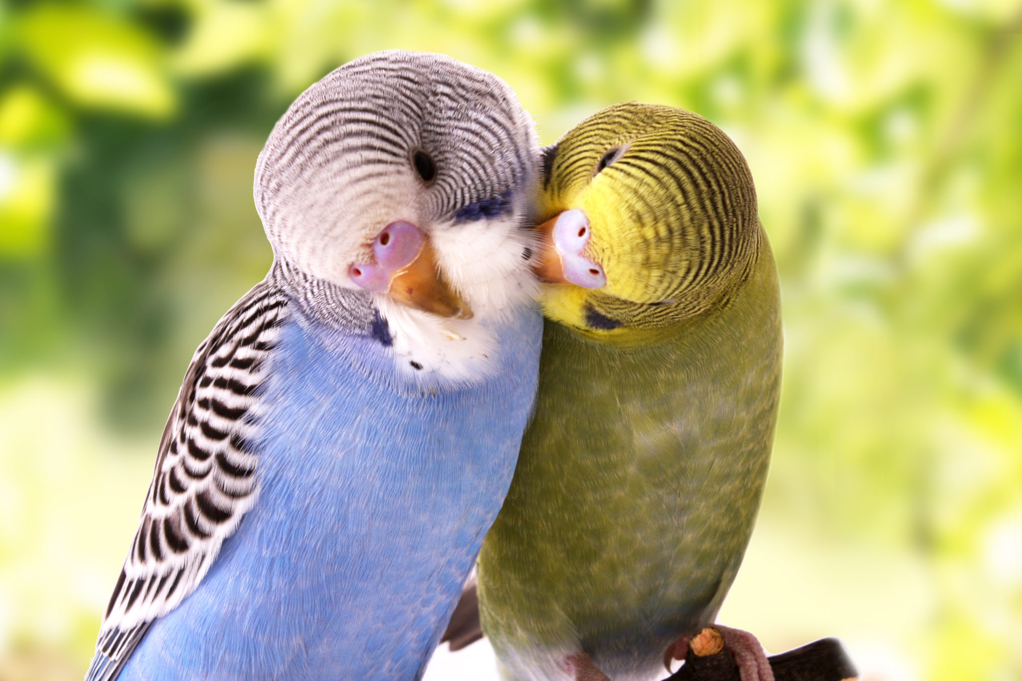 Η ιδανική συντροφιά για παπαγαλάκια budgie - zooplus Περιοδικό