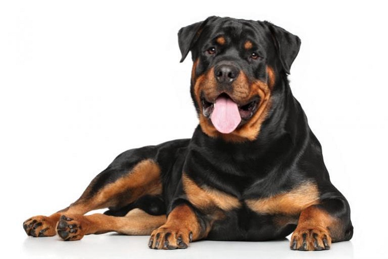 Ροτβάιλερ (Rottweiler) | περιοδικό zooplus