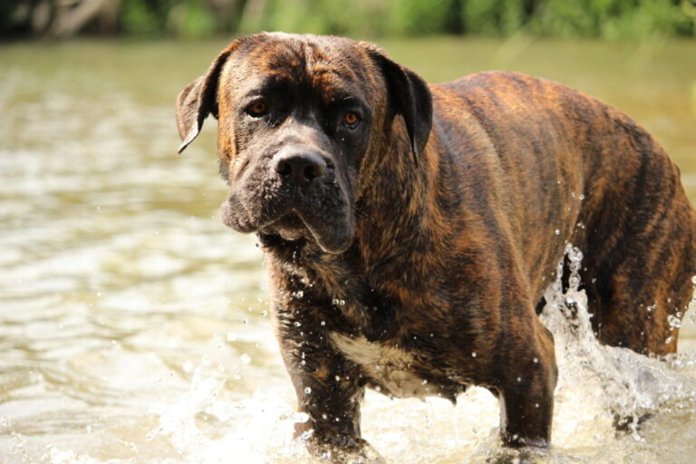 Κάνε Κόρσο (Cane Corso) | περιοδικό zooplus
